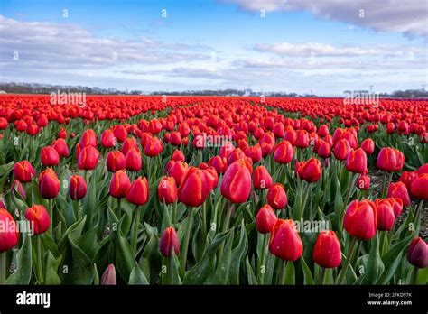 Aerial View Of Bulb Fields In Springtime Colorful Tulip Fields In The