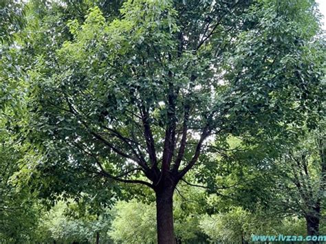 香樟树有香味吗？ 鑫军苗木网