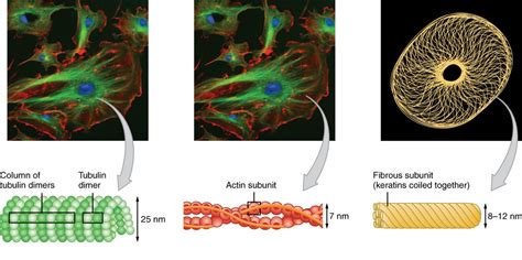 Centriole And Cytoskeleton Lesson Science Cbse Class
