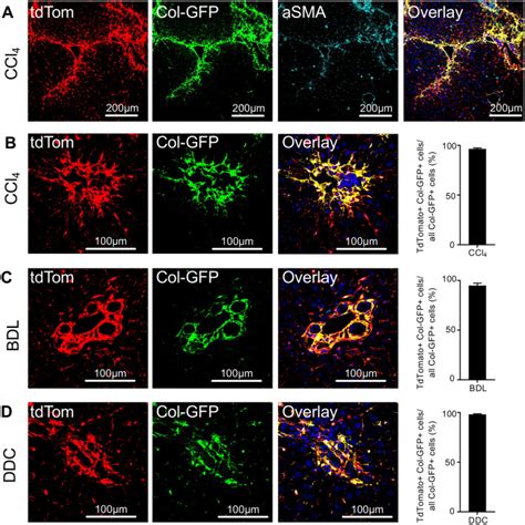 An Inducible Model For Genetic Manipulation And Fate Tracing Of Pdgfrβ