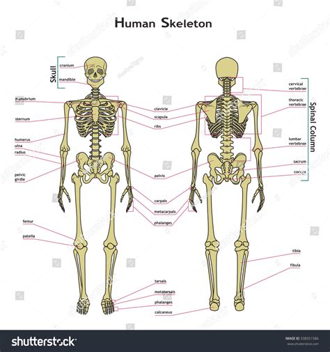 Vector Illustration Human Skeleton Didactic Board Stock Vector Royalty Free