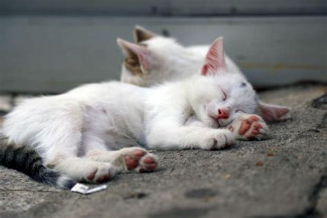Tofu Cat Litter Natural Cat Litter For Sale Dofu Cat Official