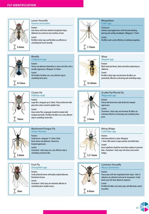 Lawn Insect Identification Chart Image To U