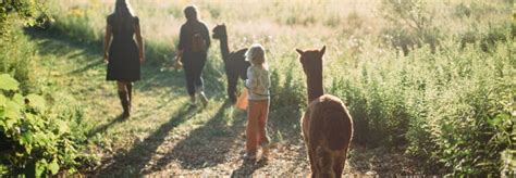 Wanderlight Alpaca Experience Attractions Ontario
