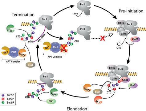 Dynamic And Sequential Remodeling Of Rna Polymerase Ii Pol Ii Arrives