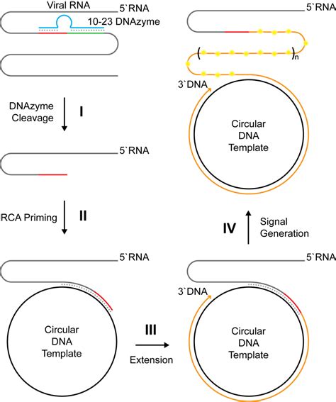 Detection Of Large Genomic Rna Via Dnazyme Mediated Rna Cleavage And