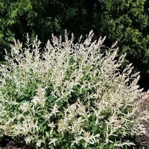 Japanese Dappledvariegated Willow Americas Gardens Nursery
