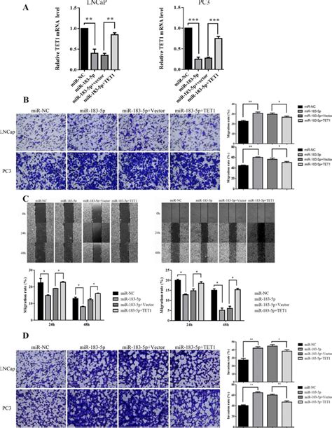 Mir 183 5p Facilitated The Migration And Invasion Of Pca Cells Through