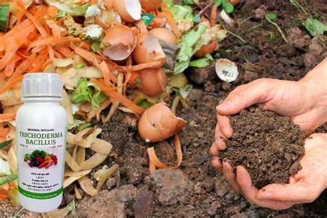 Chế Phẩm Trichoderma Bacillus Giống Hoa Lan Cấy Mô