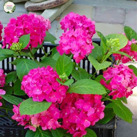 Hydrangea Magical Ruby Red World Plant Nursery