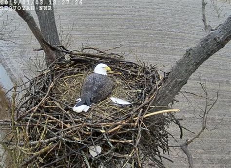 Live Bald Eagle Nest Camera Sutton Center Eagle Nest Bald Eagle