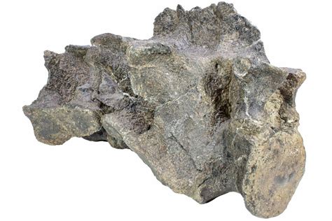 13 7 Fossil Iguanodont Dinosaur Mantellisaurus Sacrum England