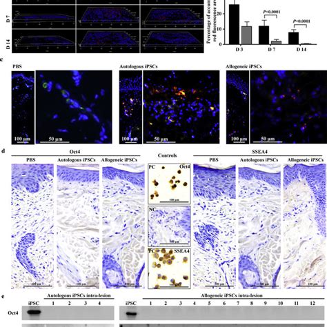 Macaque Ipsc Derived Exosomes Promote Wound Healing A Ipsc Exosomes