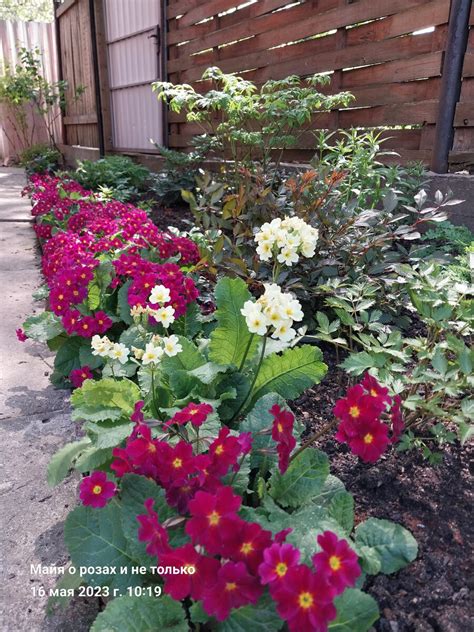 Полный обзор сада 16 мая Фотогалерея Майя о розах и не только Дзен