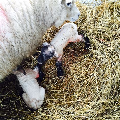 Newborn Lamb