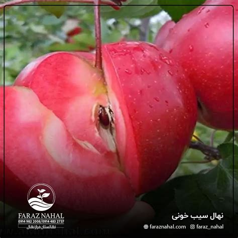 خرید نهال سیب با کیفیت و قیمت تضمینی با فاکتور رسمی 🌟 آذر 1404