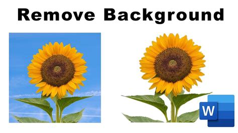 How To Remove The Background Of A Picture In Microsoft Word 2016 Microsoft Word 2016