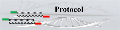 Rapid MRNA Isolation Made Easy With Magnetic Beads