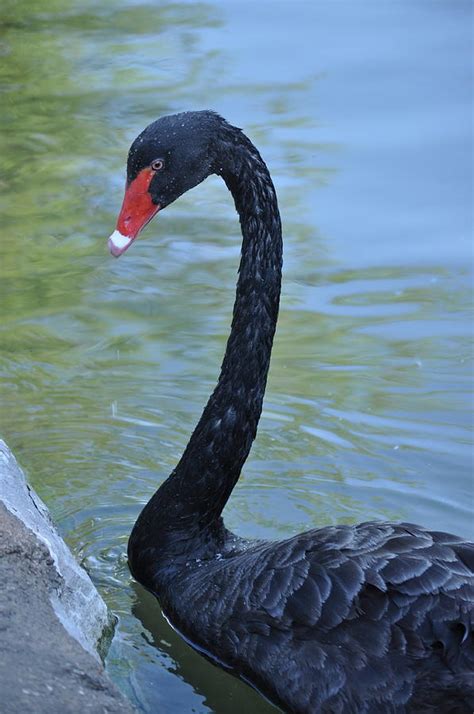 Black Swan Photograph By Melissa Hackling Fine Art America