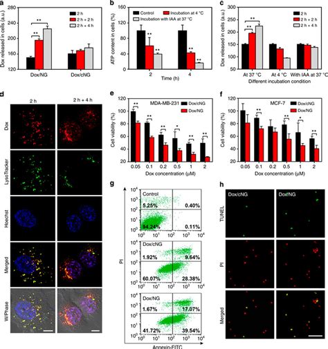 Intracellular Atp Triggered Dox Release A Dox Released In Mda Mb 231