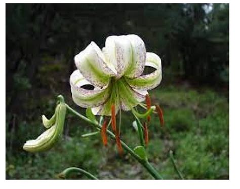 Lilium Polyphyllum Leaves Packaging Type Bag At ₹ 1200piece In Dehradun