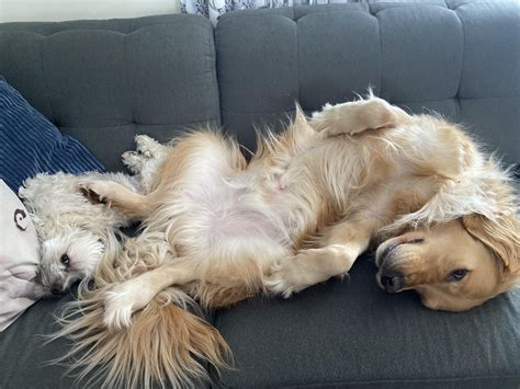 Cuddle Puddle R Goldenretrievers