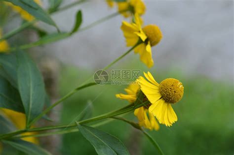 常见的喷嚏草拉丁名Heleniumf高清图片下载 正版图片505806521 摄图网