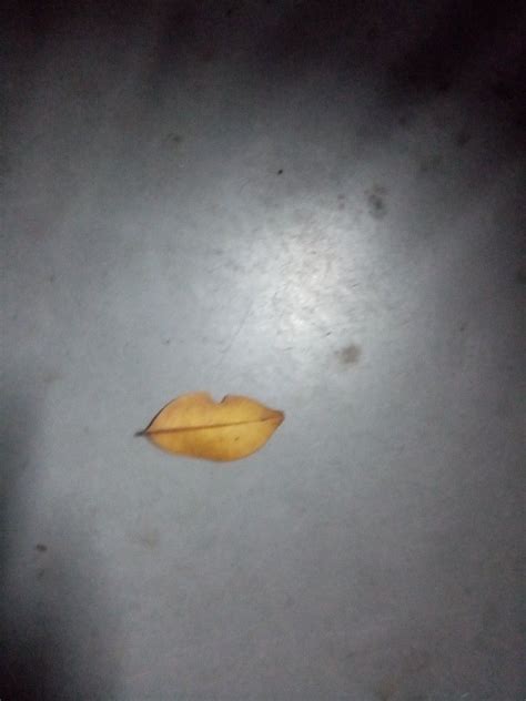 Leaf Sampling Announcements On Carousell