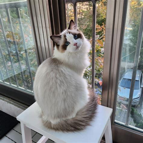 랙돌 고양이 보고가세요 포텐 터짐 최신순 에펨코리아