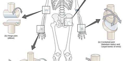 Saddle Joint Definition Hammburg