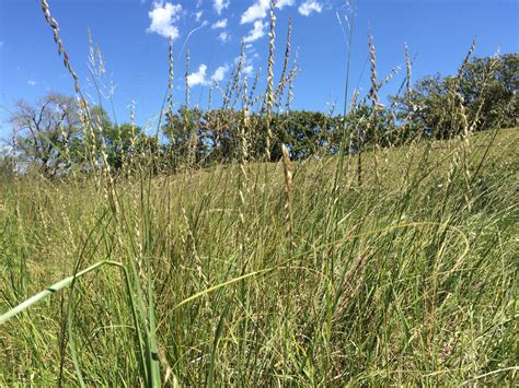 Native Grass Seed Forage Restoration Hancock Seed