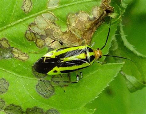 Four Lined Plant Bug Fontenelle Forest Nature Search Fontenelle