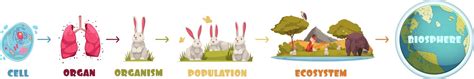 Biological Hierarchy 2x2 Compositions Royalty Free Vector