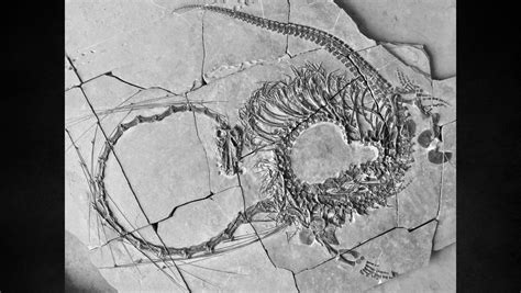 Scientists Discover 240 Million Year Old “chinese Dragon” Fossil Odd