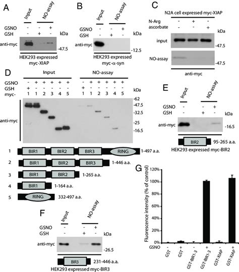 Xiap Can Be S Nitrosylated In Vitro And Ex Vivo A Xiap Was