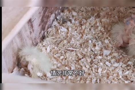 体质差的小鸟会被遗弃！手养，希望这个小家伙好起来！