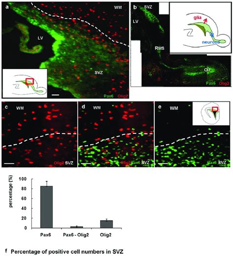 Mutual Exclusive Expression Of The Transcription Factors Pax6 And Olig2