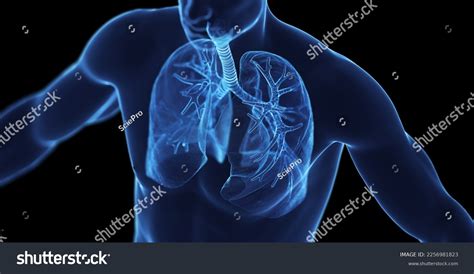 3d Rendered Medical Illustration Male Anatomy Stock Illustration