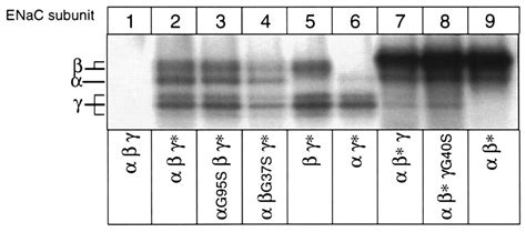 A Mutation Causing Pseudohypoaldosteronism Type 1 Identifies A Conserved Glycine That Is