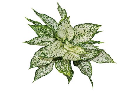 剪貼畫可愛的植物 卡哇伊植物矢量圖卡通 夾子 剪貼畫向量圖案素材免費下載，png，eps和ai素材下載 Pngtree