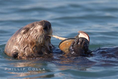 Sea Otter Enhydra Lutris Elkhorn Slough National Estuarine Research Reserve Moss Landing