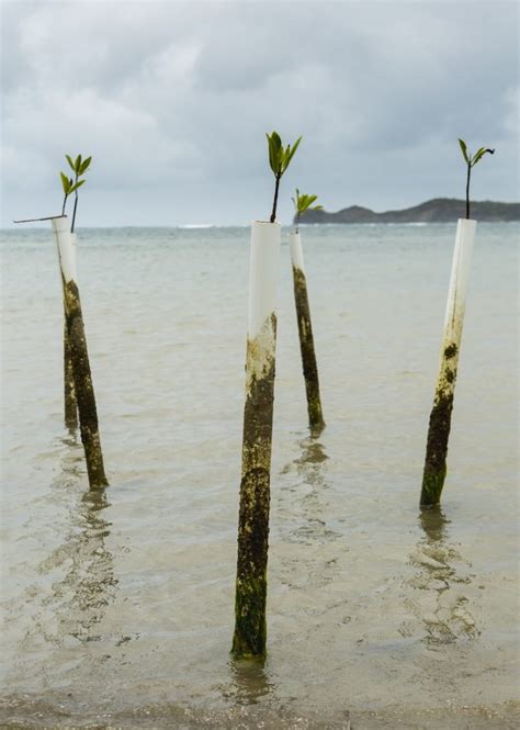Restoration Mapping Ocean Wealth