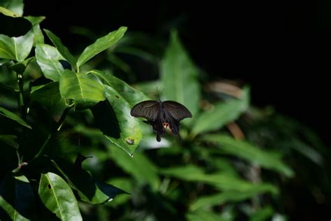 大和市の自然昆虫野鳥便り クロアゲハ