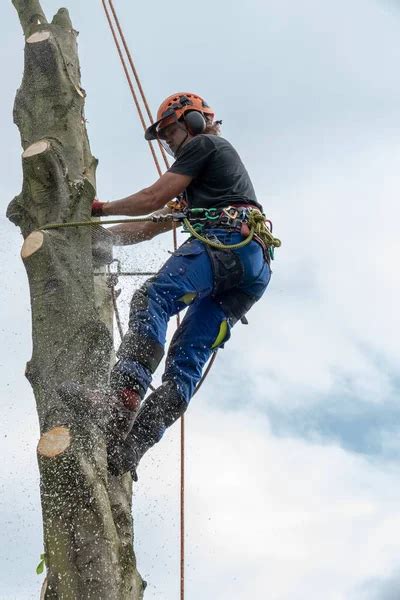 Female Arborist Roped Tree Ready Start Work Stock Photo Diverroy