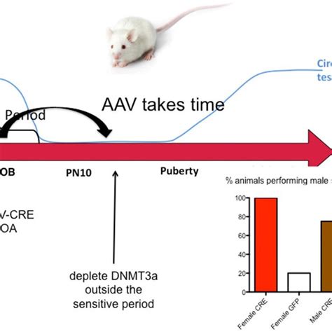 Dna De Methylation Mediates Masculinization Of Brain And Behavior Download Scientific Diagram