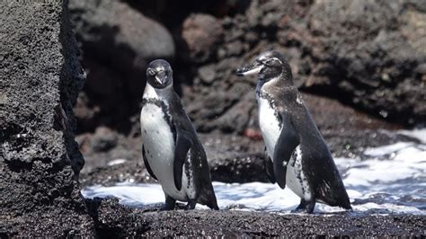 Sysinternals Werkzeug Microsoft Stellt Procmon F R Linux Vor Golem De