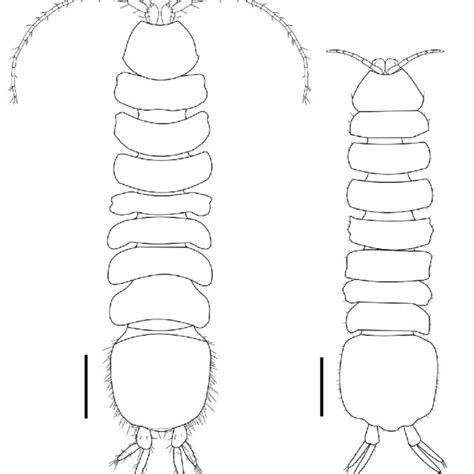 Caecidotea Contrerasbalderasi Sp Nov Pantanal Municipality Xalisco Download Scientific