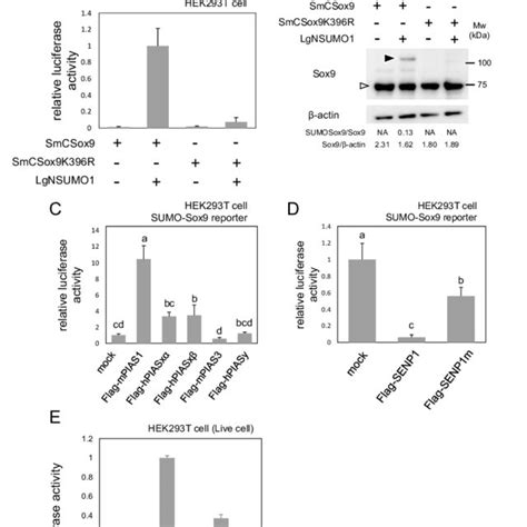 Sumo Sox9 Reporter Activity In Hek293t Cells A A Luciferase Assay To