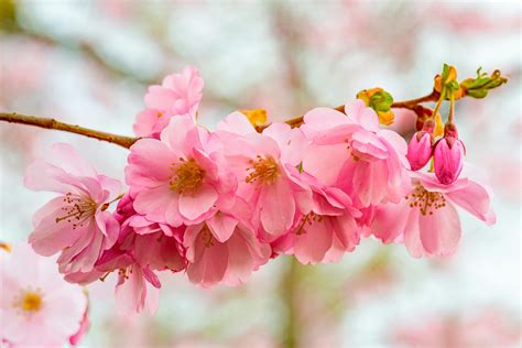 คลังภาพถ่ายฟรีของ Prunus Serrulata กรุงเบอร์ลิน กลางแจ้ง กลีบดอก การถ่ายภาพธรรมชาติ การ