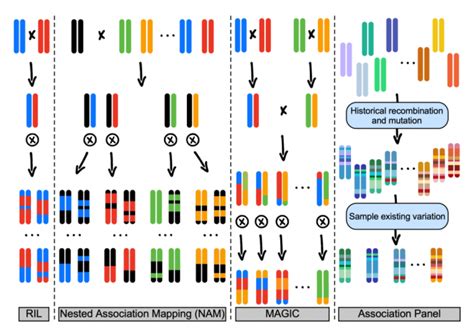 Review Ten Years Of The Maize Nested Association Mapping Population